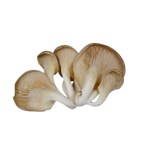 Oyster mushroom 1 kg